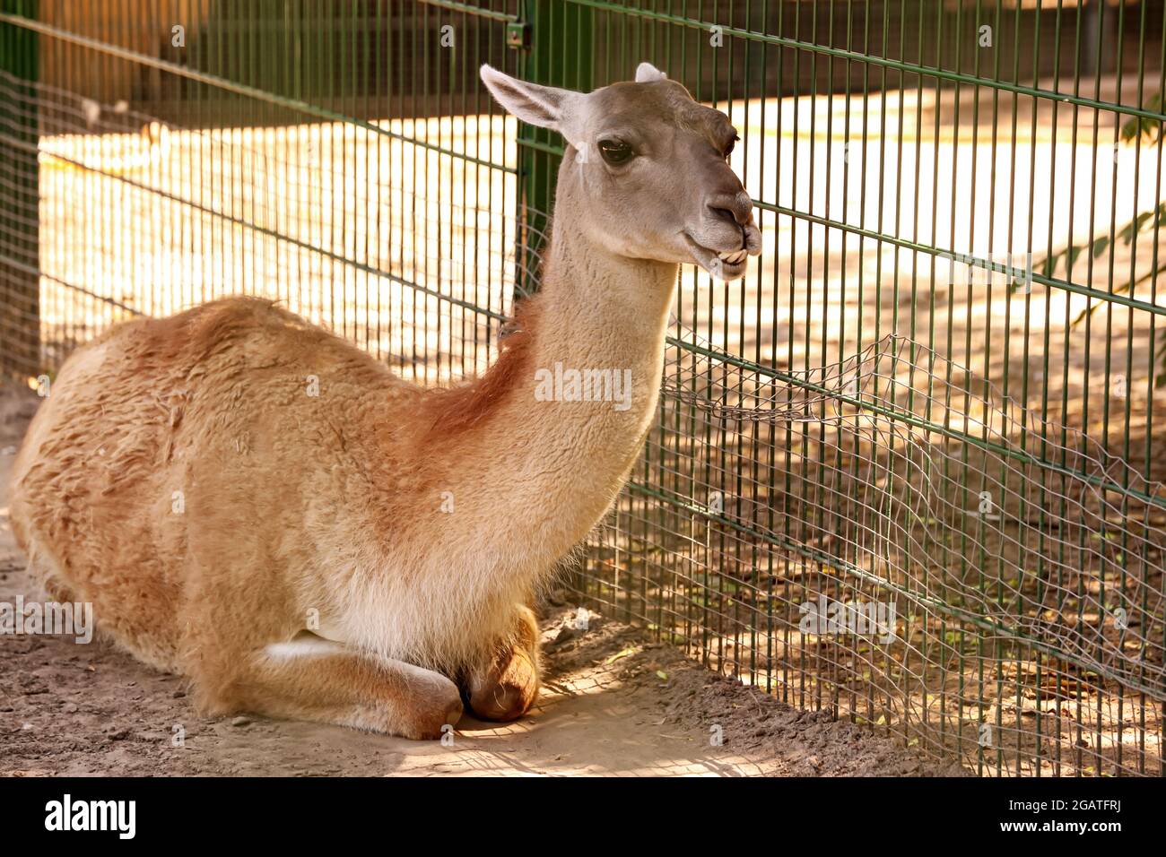 Cute guanaco in zoological garden Stock Photo - Alamy