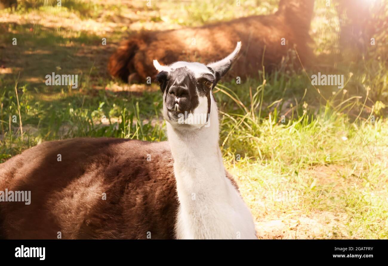 Cute guanaco in zoological garden Stock Photo - Alamy