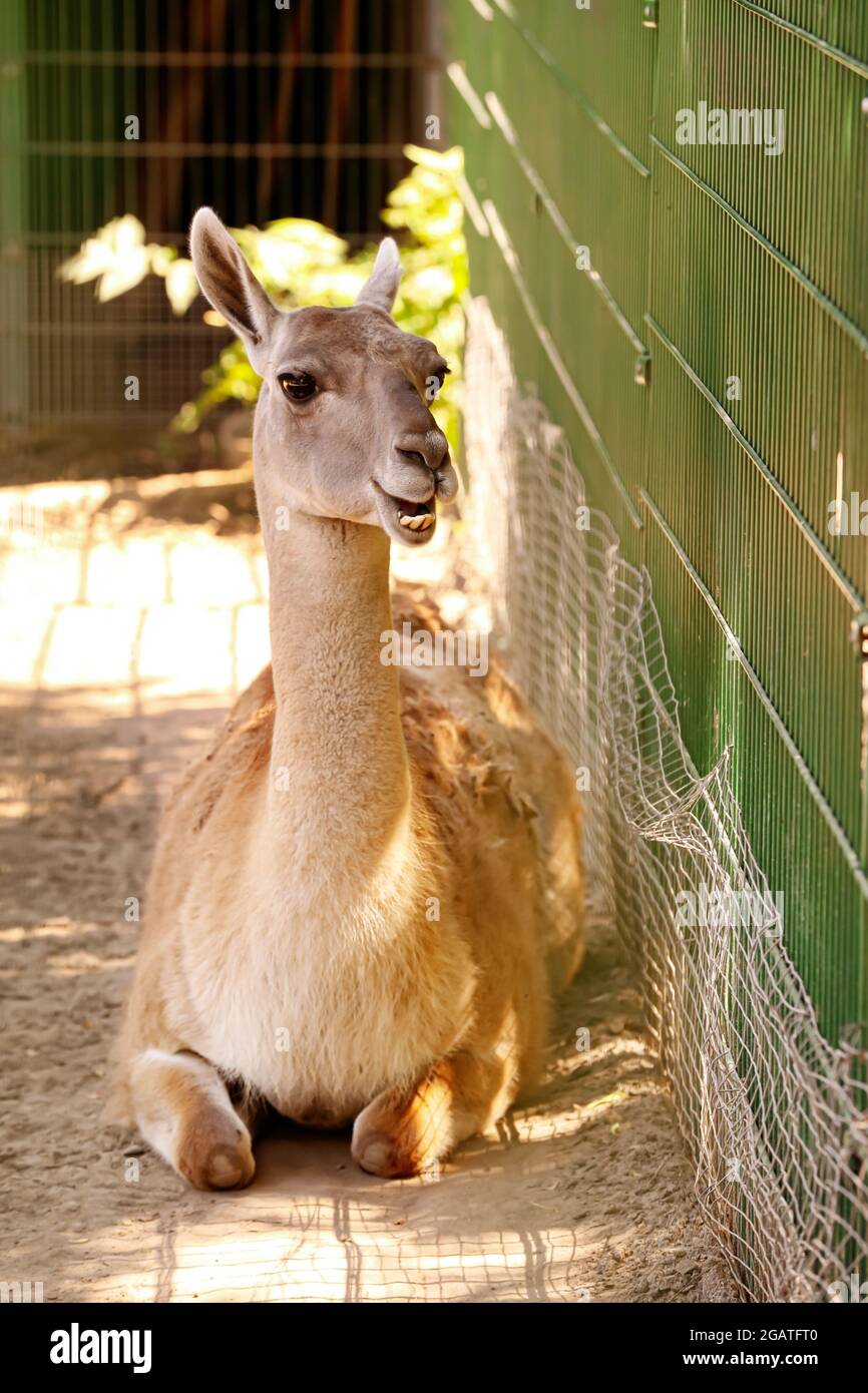 Cute guanaco in zoological garden Stock Photo - Alamy