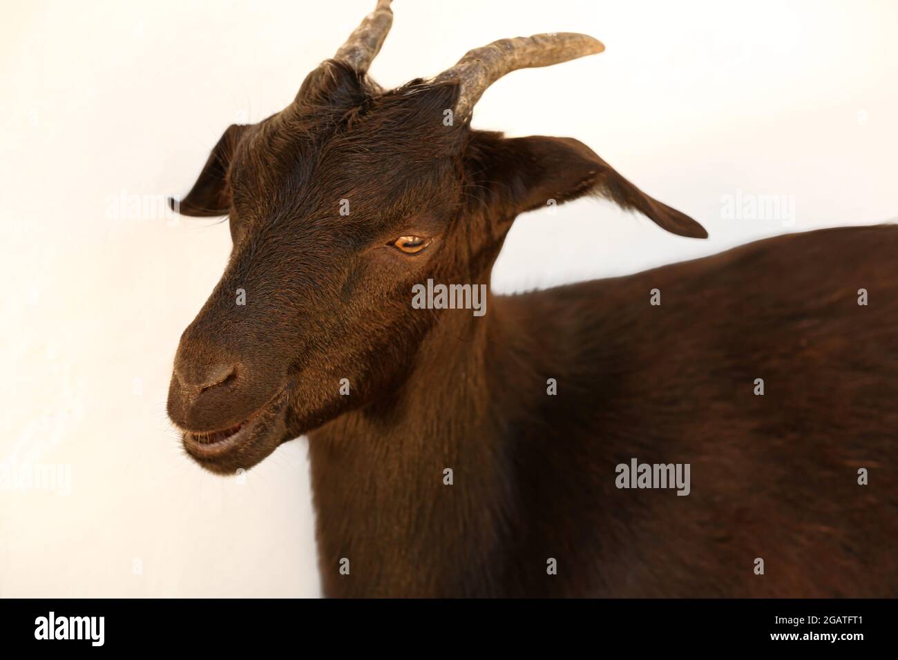 Black goat on white background Stock Photo - Alamy
