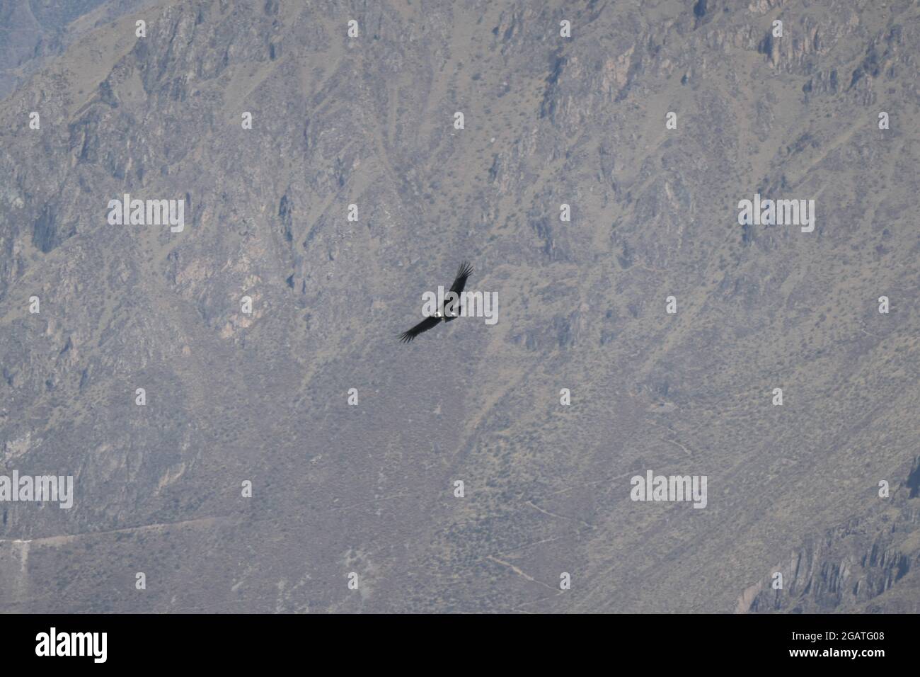 Andean Condor in the Colca Canyon in Peru bird prey flight of the ...