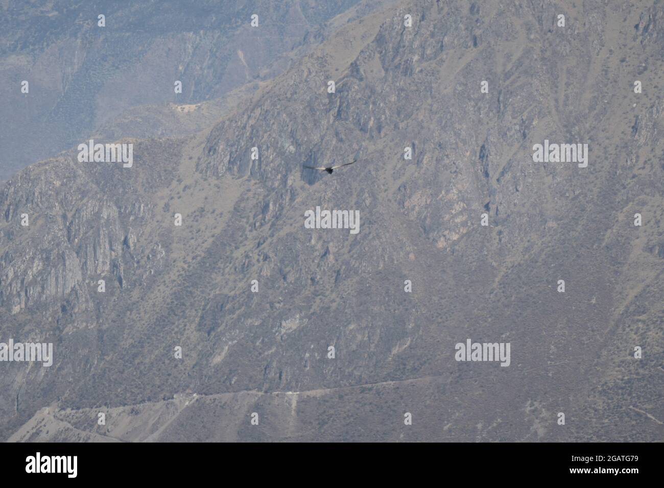 Andean Condor in the Colca Canyon in Peru flight bird mountain mountain ...