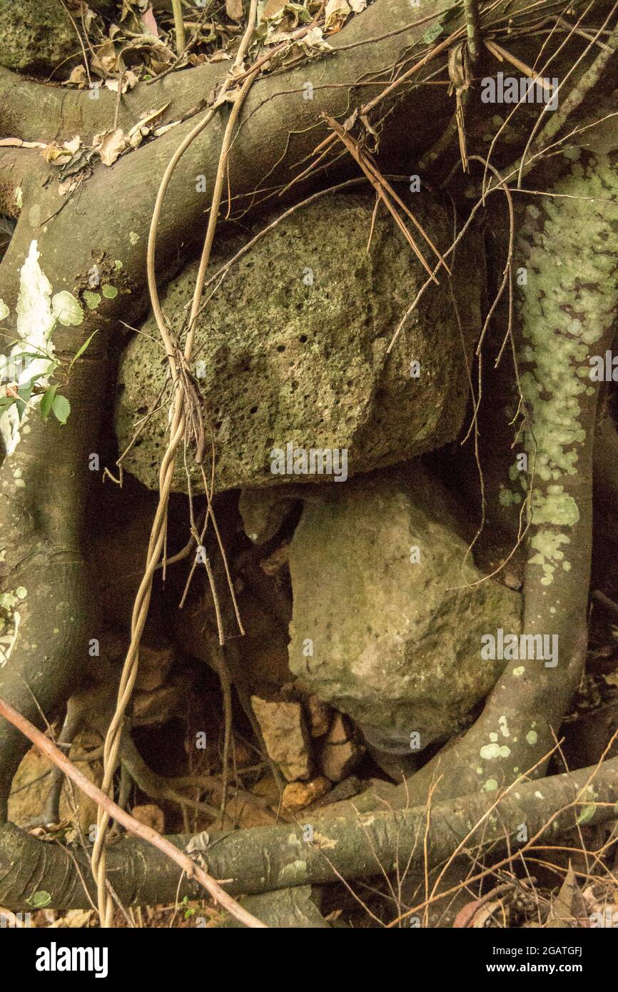 Volcanic basalt boulders and exposed tree roots after a landslip of ...