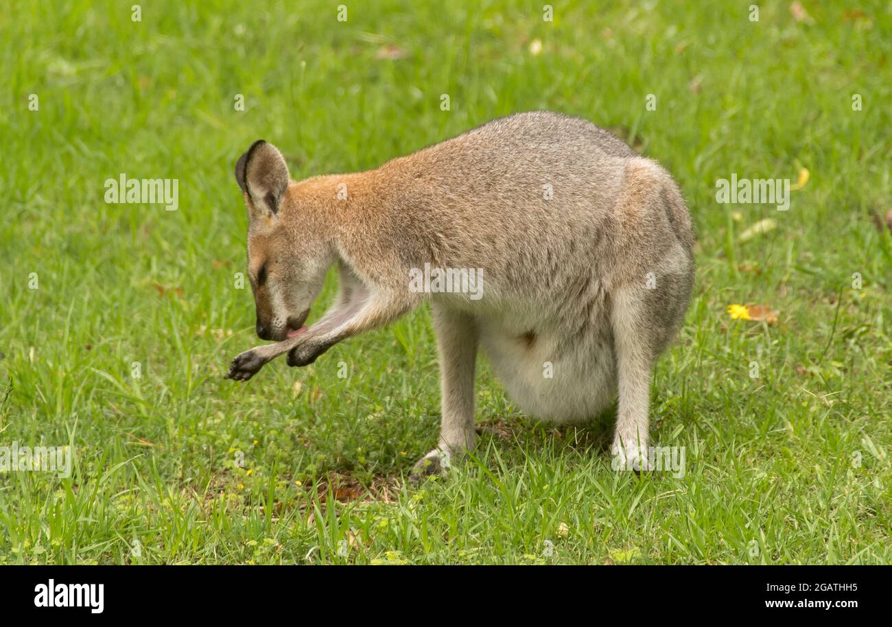 Wild female red-necked wallaby, (Macropus rufogriseus) visiting a ...