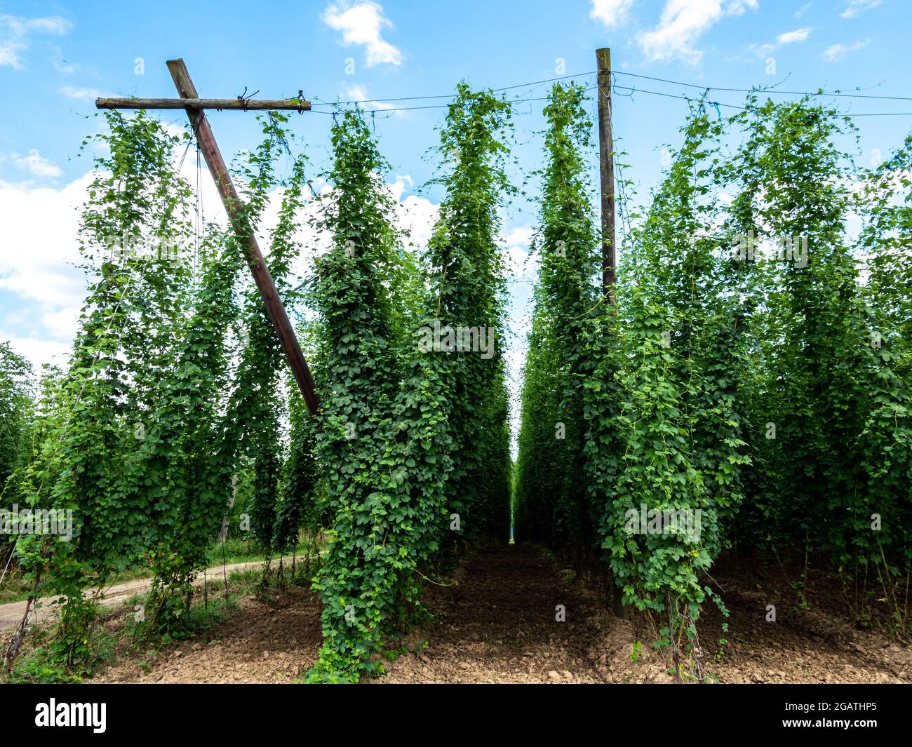 Hop blooms hi-res stock photography and images - Alamy