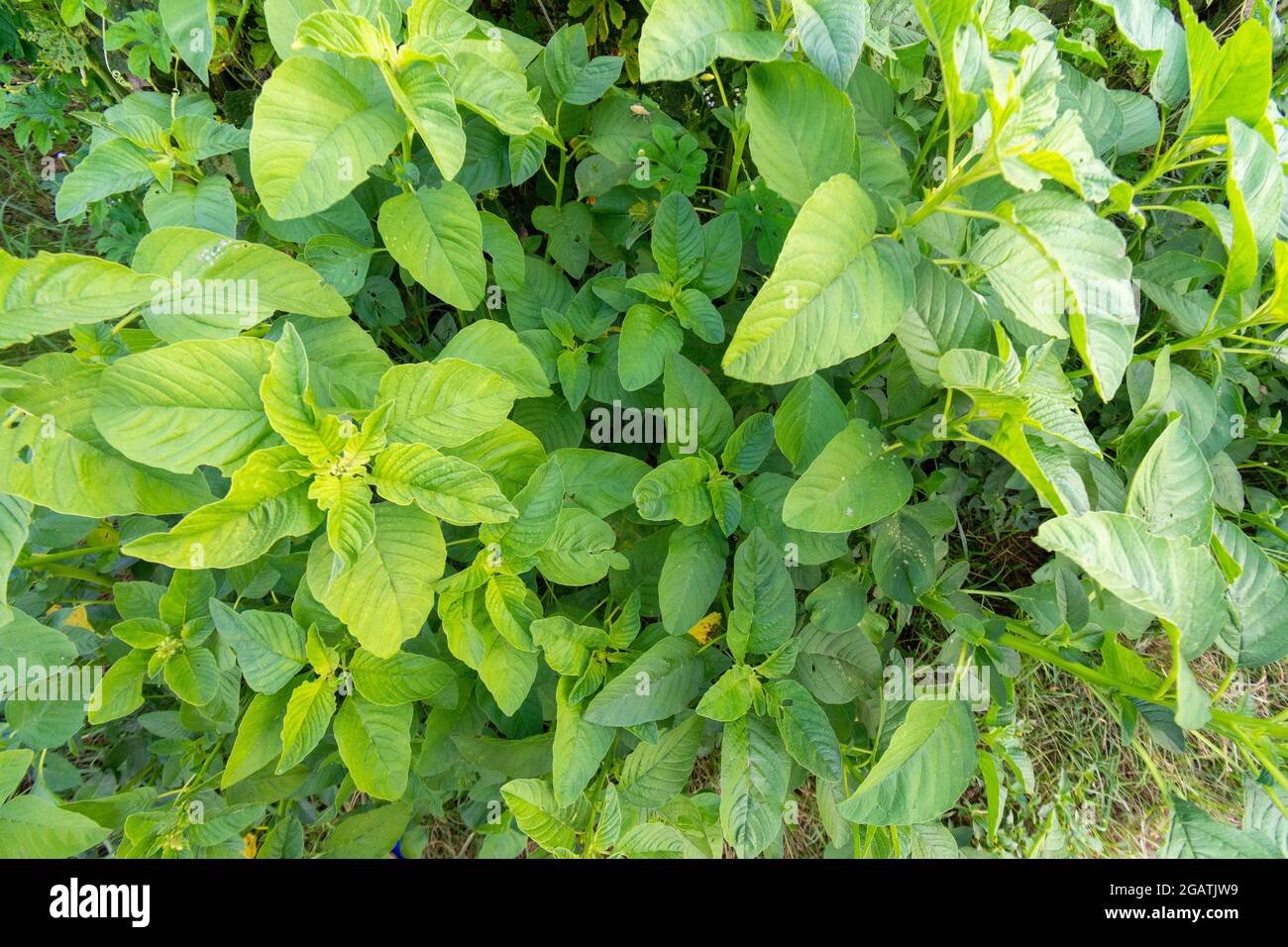 Farmer's plantation spinach plant Stock Photo - Alamy