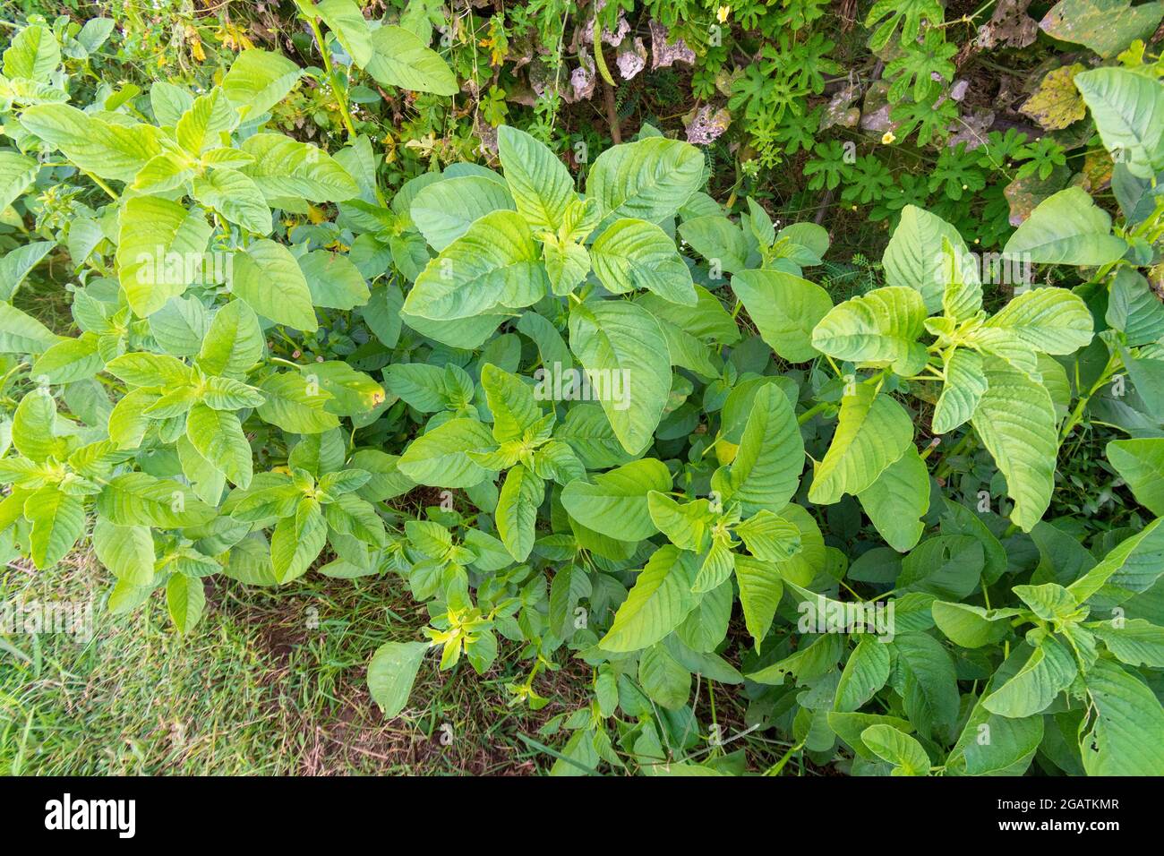 Farmer's plantation spinach plant Stock Photo - Alamy