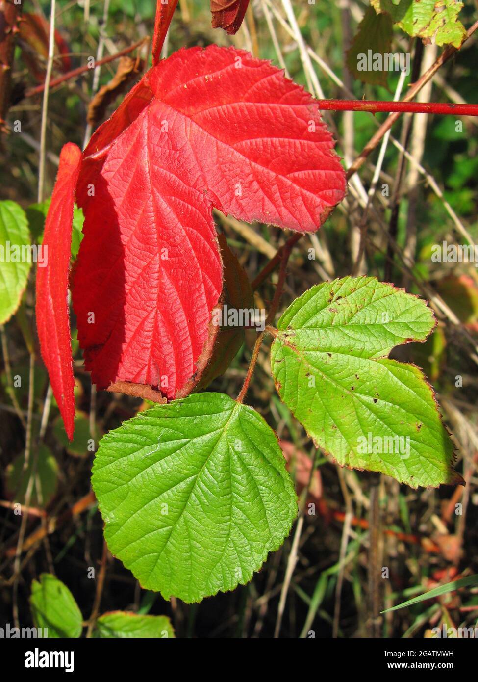 Bramble red stem hi-res stock photography and images - Alamy