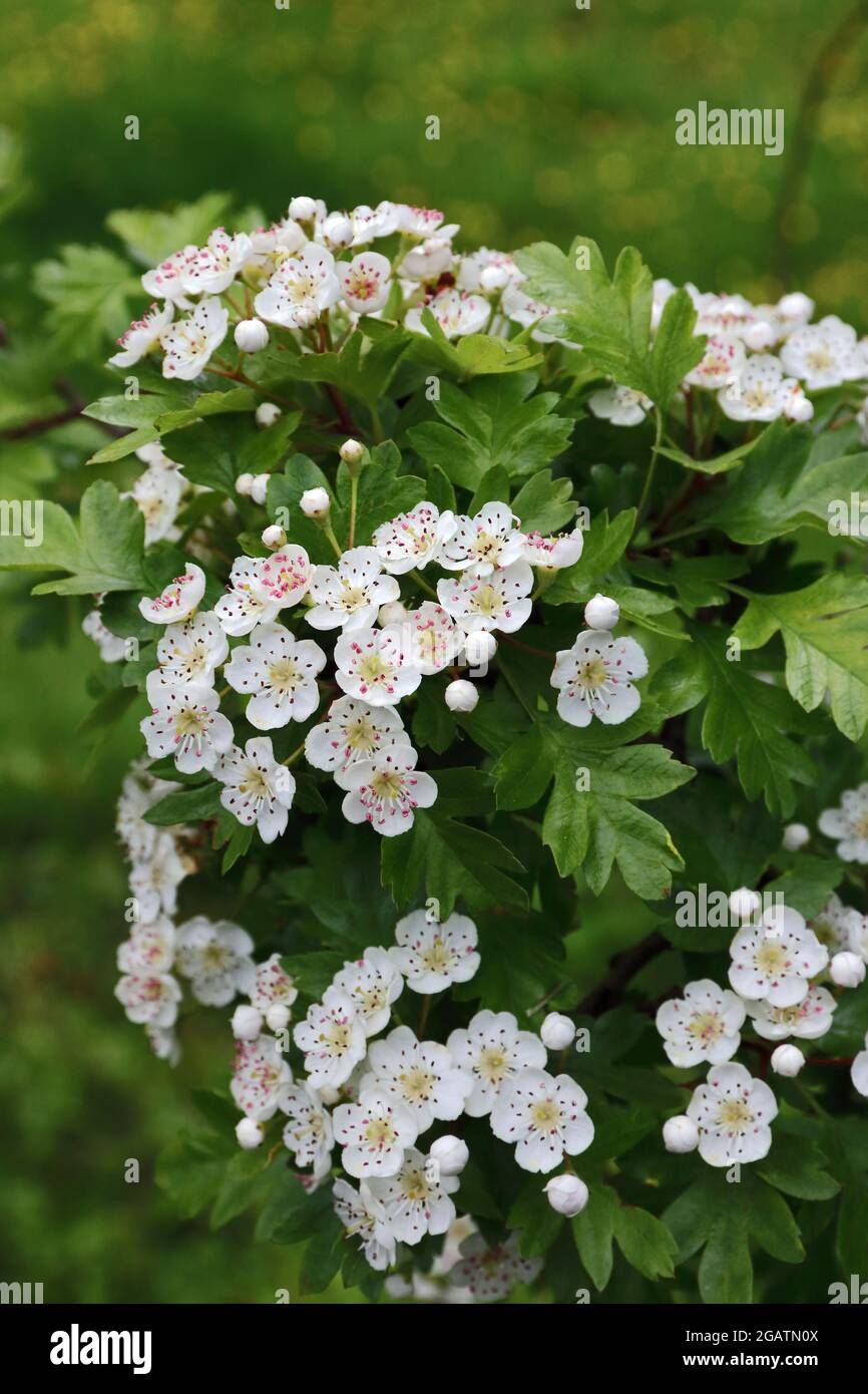 White Hawthorn Blossom Stock Photo - Alamy