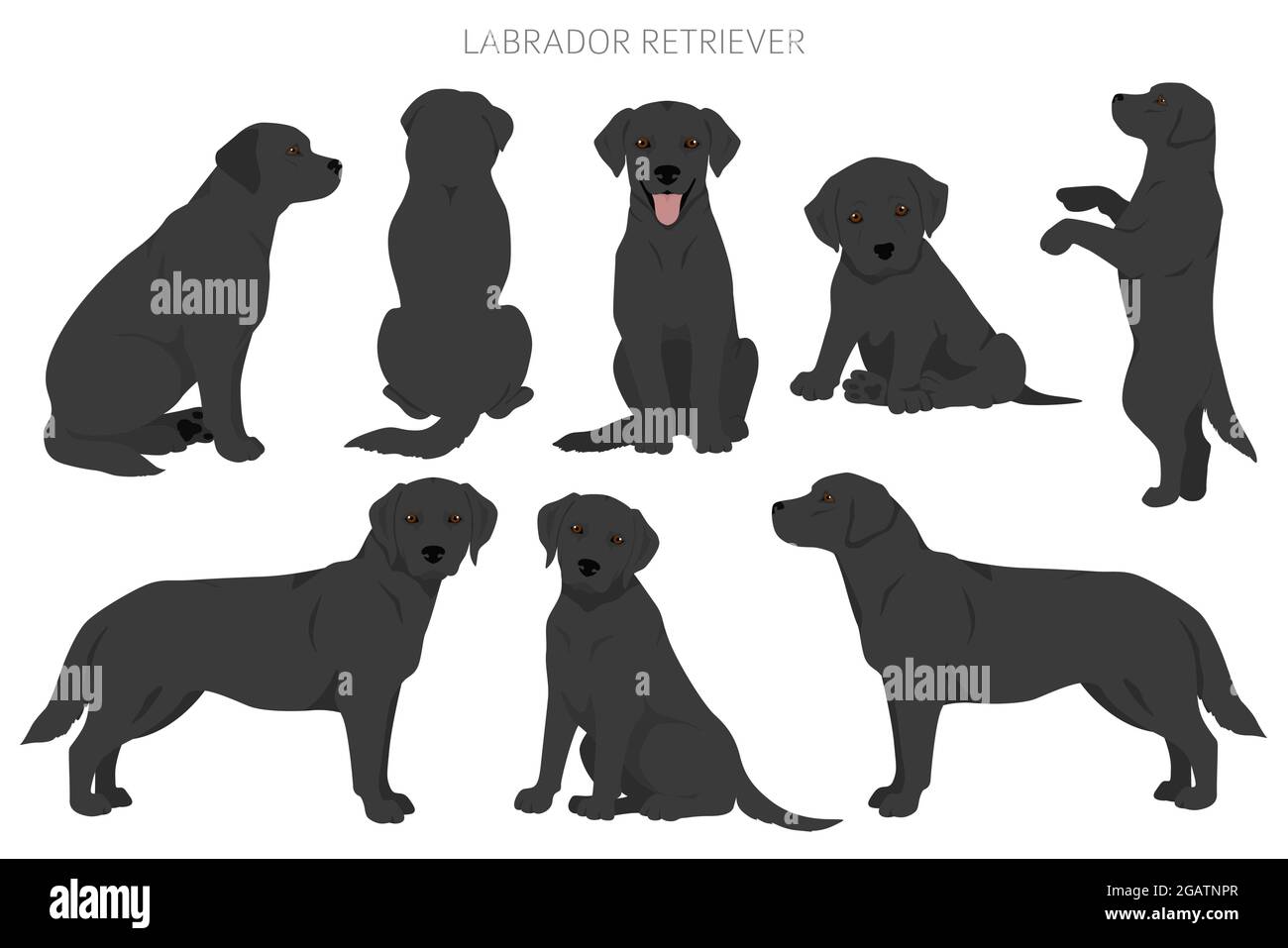 Black Lab Clip Art
