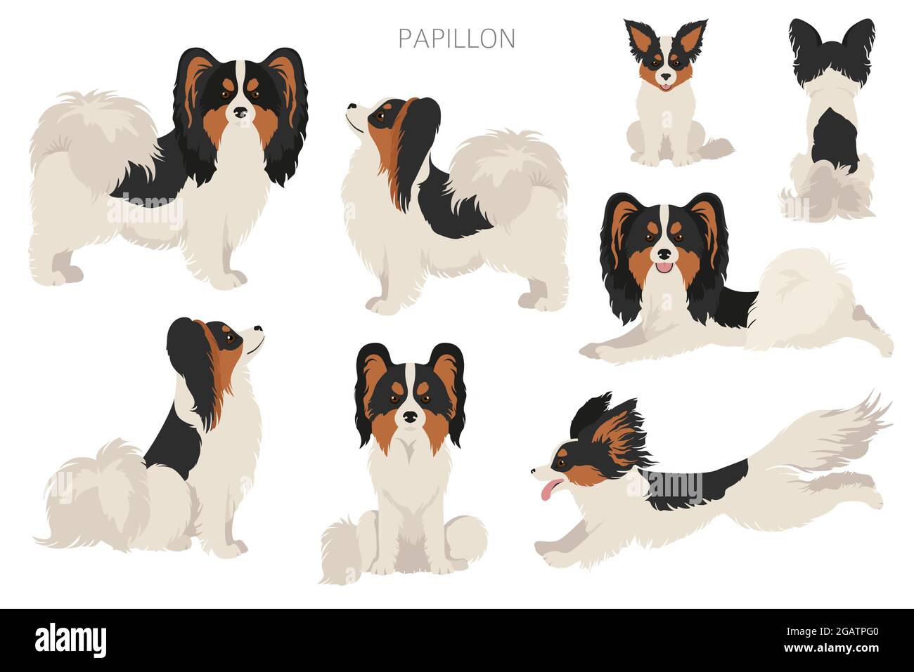 Coat of the red squirrel Stock Vector Images - Alamy