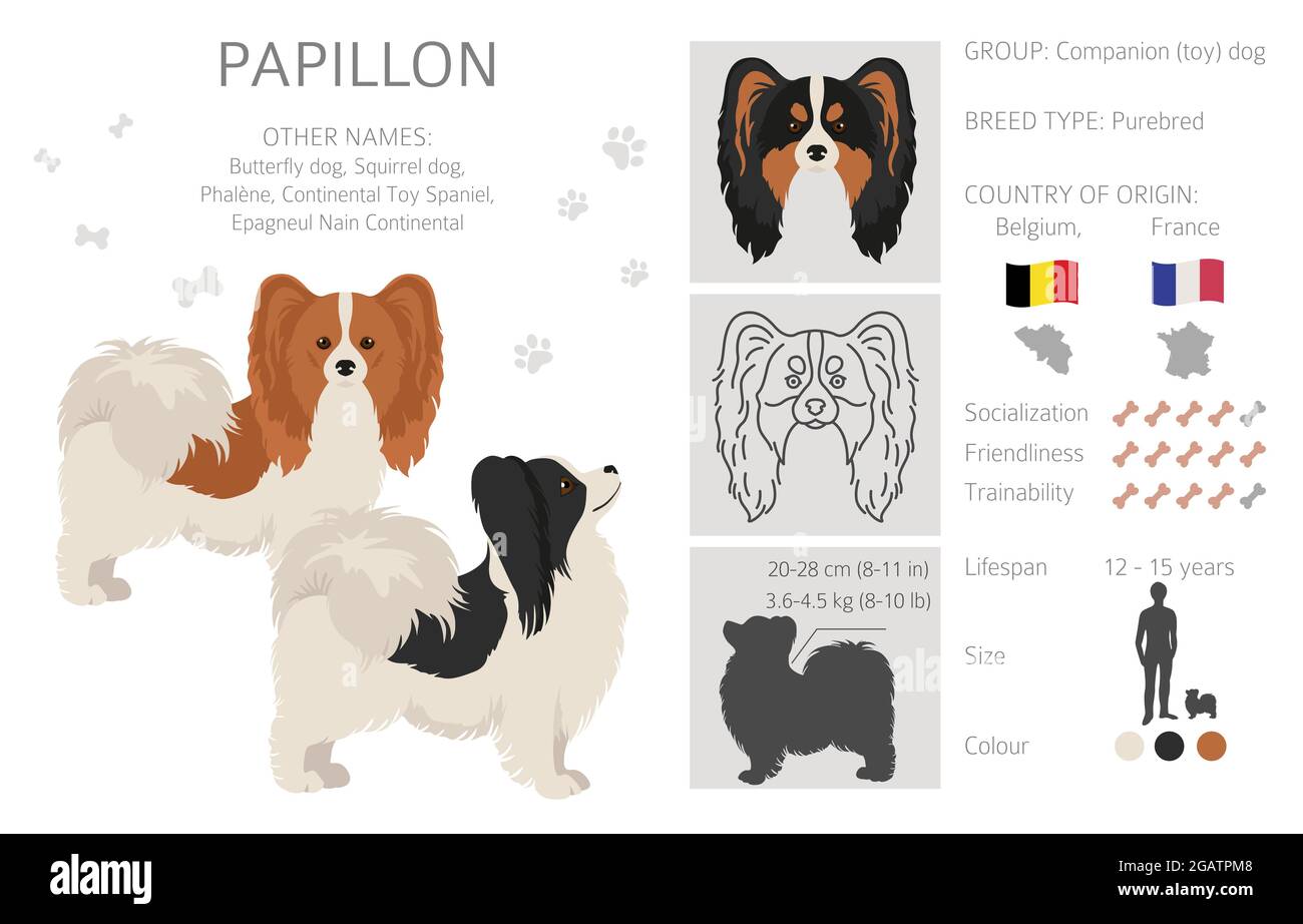 Papillon clipart. Different poses, coat colors set. Vector illustration ...