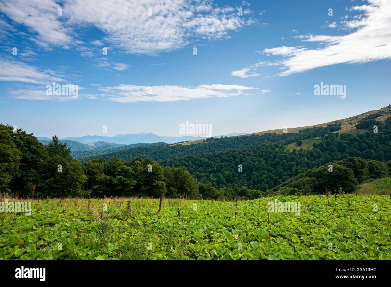 beautiful ukrainian countryside with green meadows and hills under blue ...