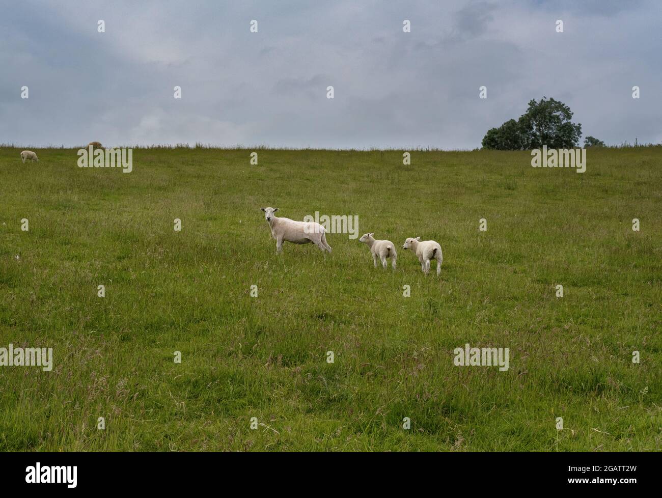 Lambs following mother hi-res stock photography and images - Alamy