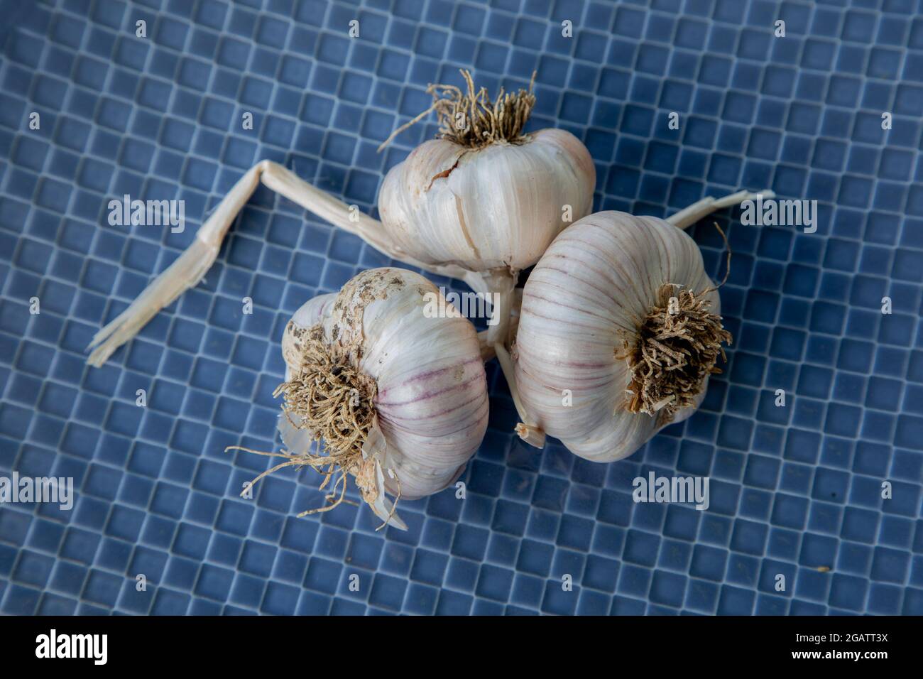 Soft neck garlic drying Stock Photo - Alamy