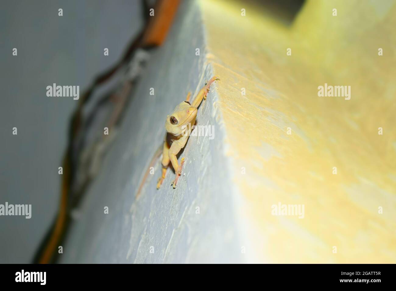 yellow house gecko lizard on wall close up, reptile common Asian ...