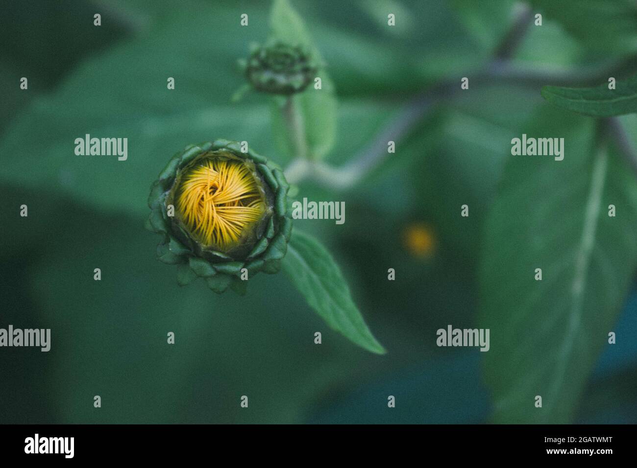 A bud of yellow flower in a garden Stock Photo - Alamy