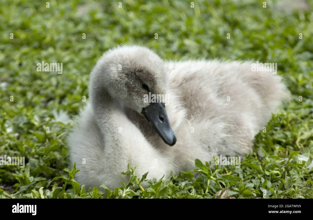 One of the largest British birds the Mute Swan has been protected since ...