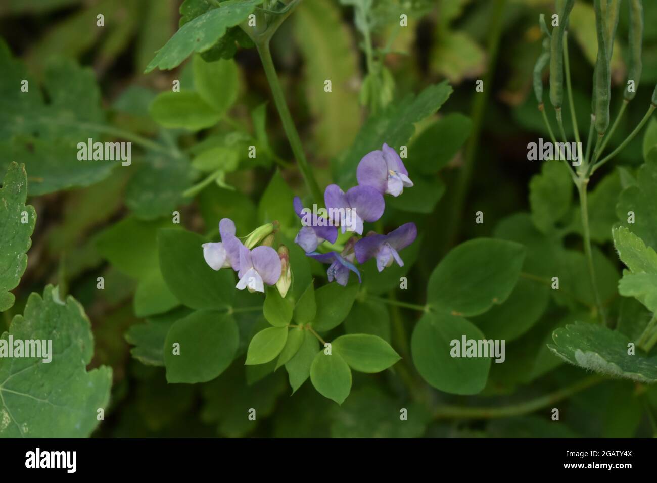 Dwarf marsh violet hi-res stock photography and images - Alamy