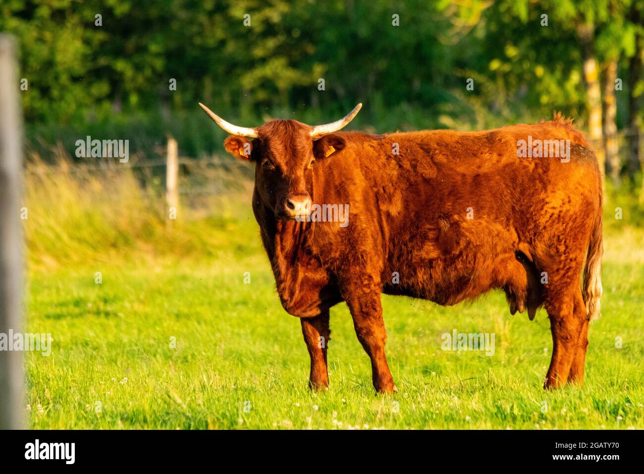 portrait of salers cow in pasture Stock Photo - Alamy