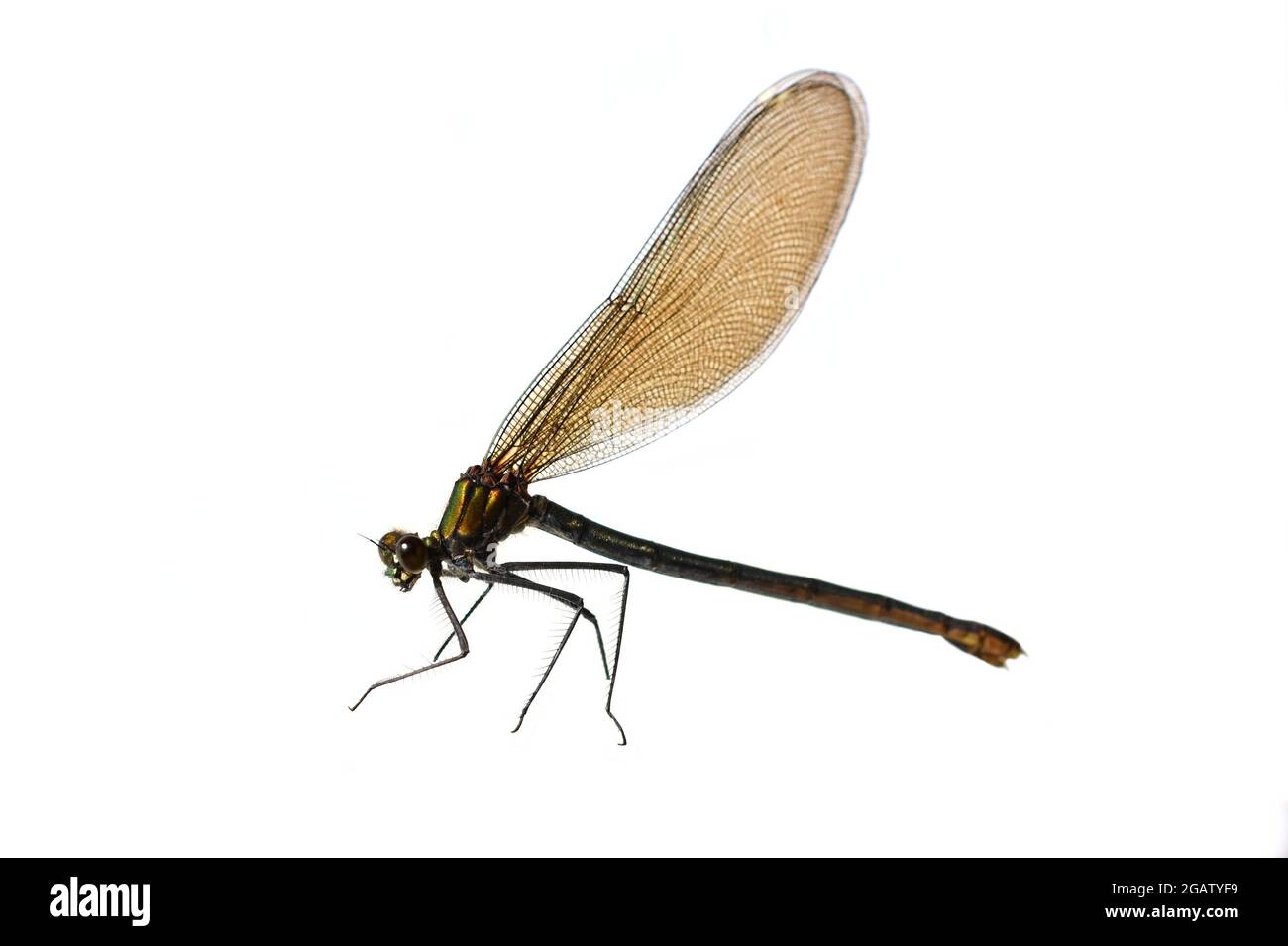 The beautiful demoiselle Calopteryx virgo European damselfly female on white background Stock ...
