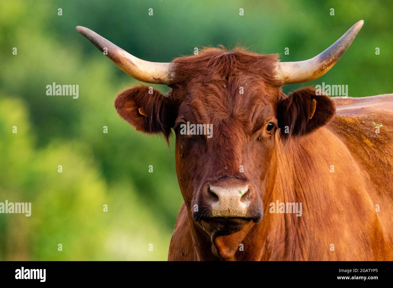 portrait of salers cow in pasture Stock Photo - Alamy