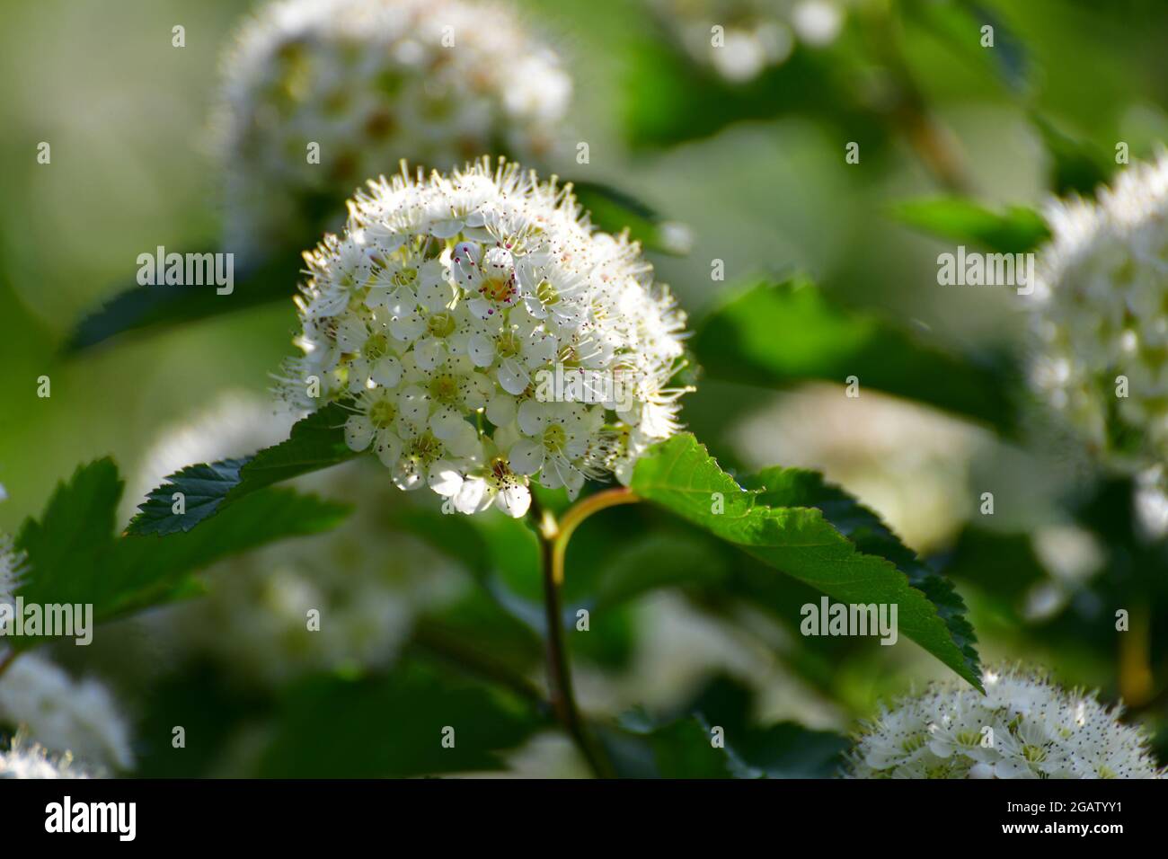 Opulifolius Diabolo blooms with a white flowers in spring Stock Photo ...