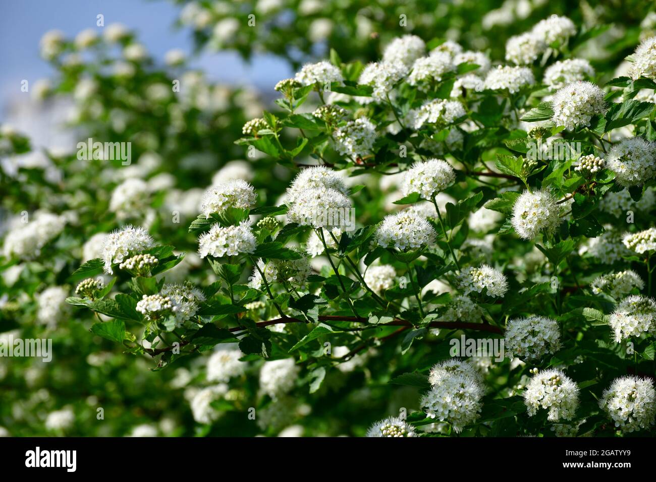 Physocarpus opulifolius diabolo hi-res stock photography and images - Alamy