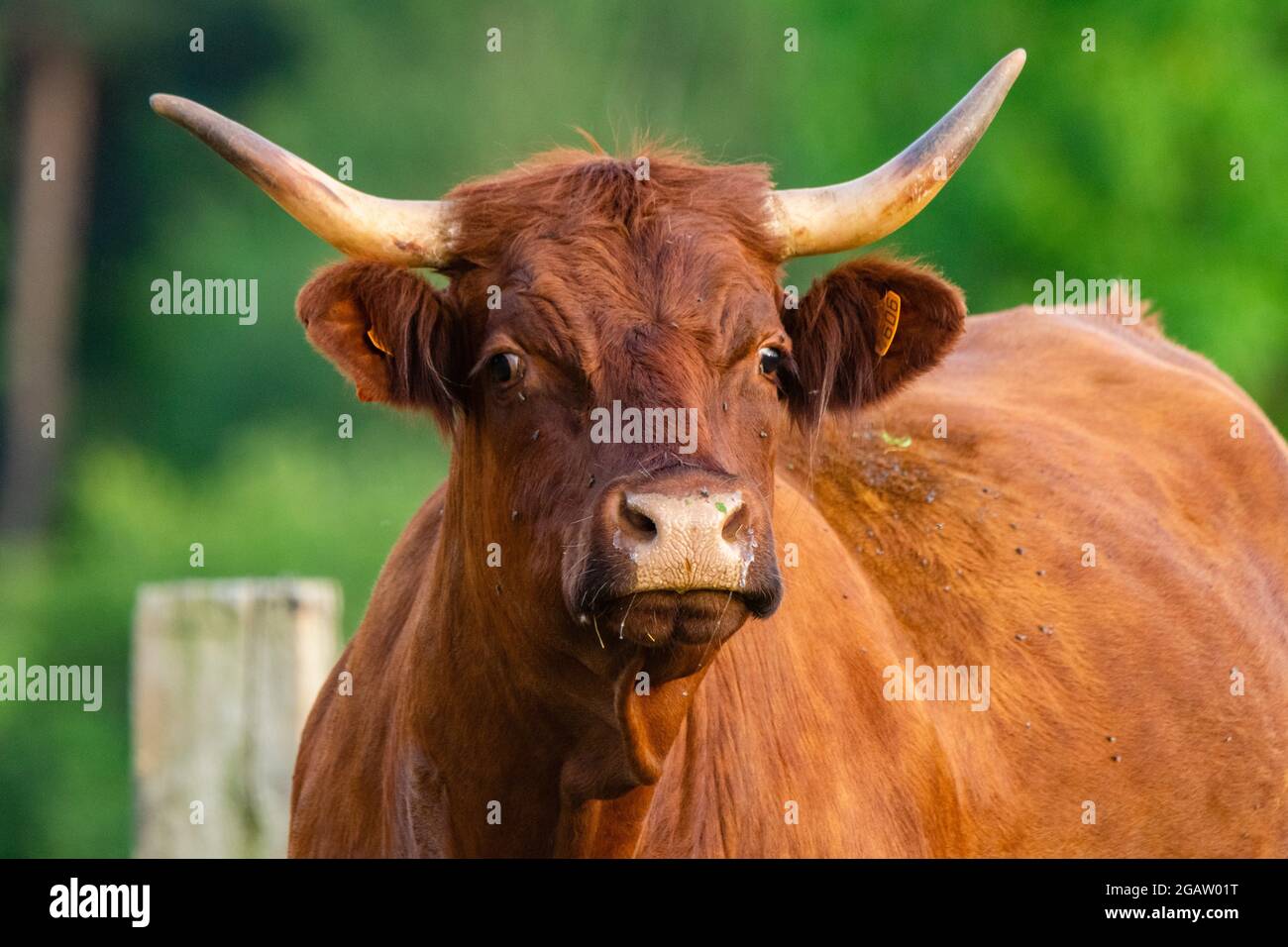 portrait of salers cow in pasture Stock Photo - Alamy