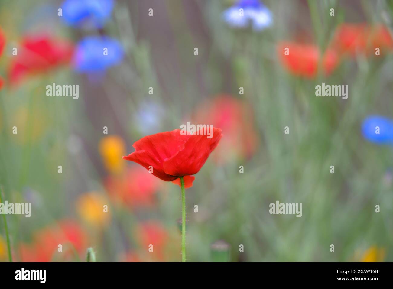Poppy petals hi-res stock photography and images - Alamy