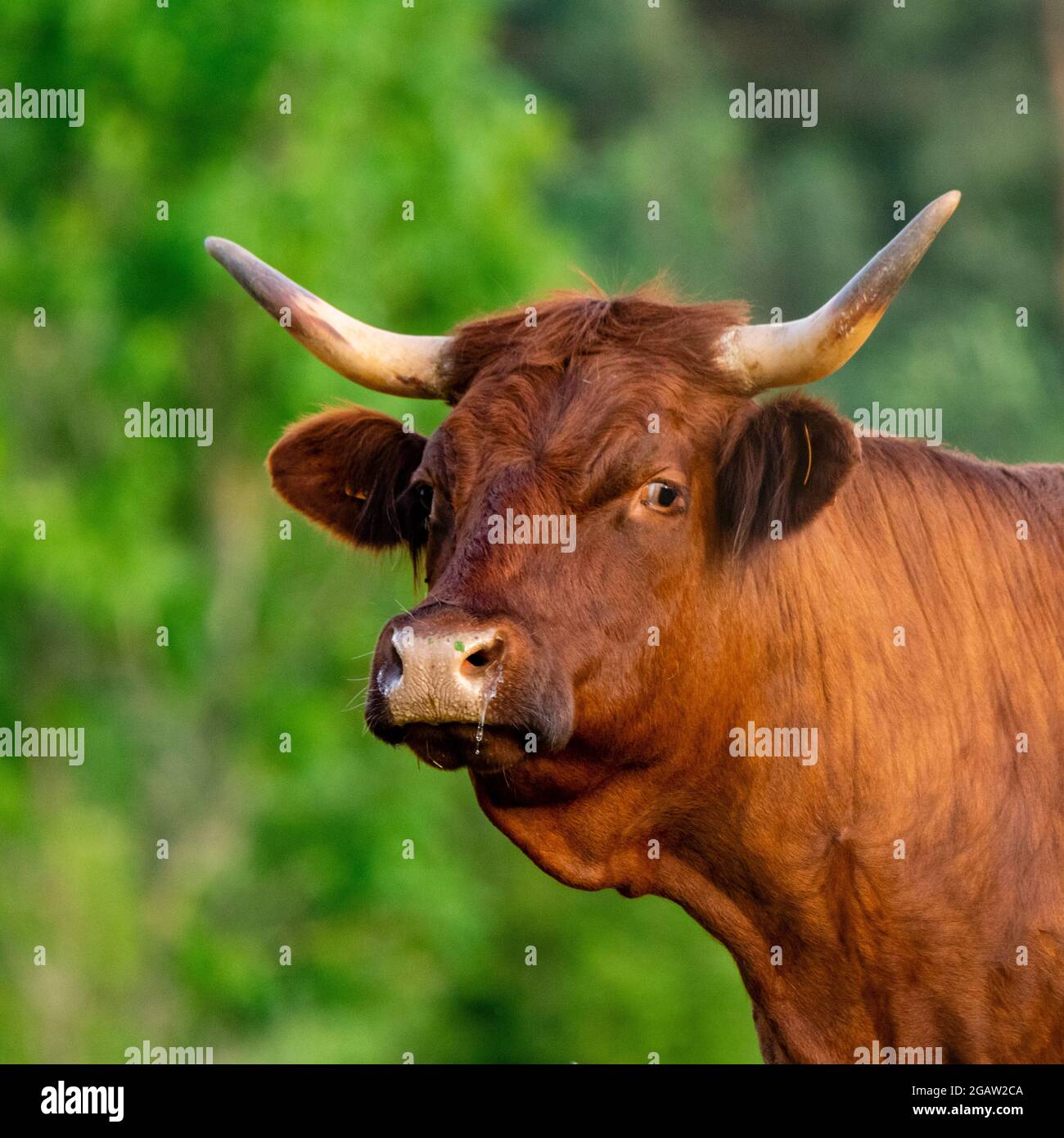 portrait of salers cow in pasture Stock Photo - Alamy