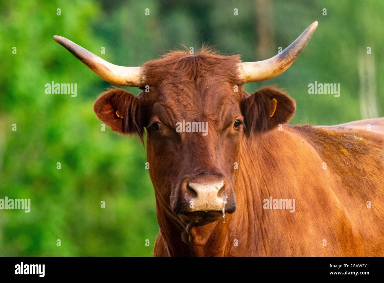 portrait of salers cow in pasture Stock Photo - Alamy