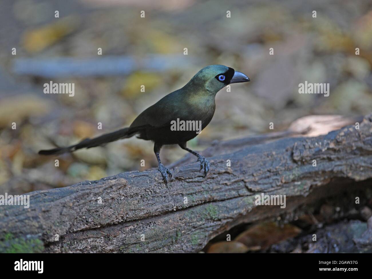 Racquet-tailed Treepie (Crypsirina temia) adult standing on rotten log ...