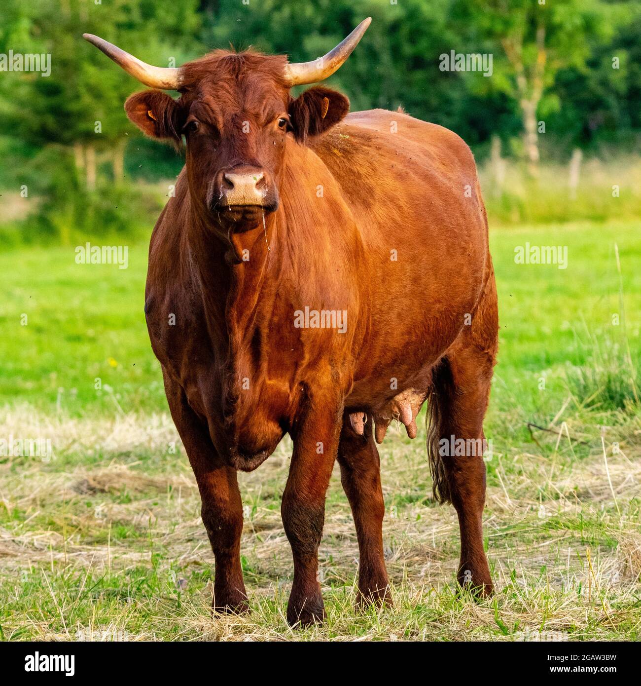 portrait of salers cow in pasture Stock Photo - Alamy