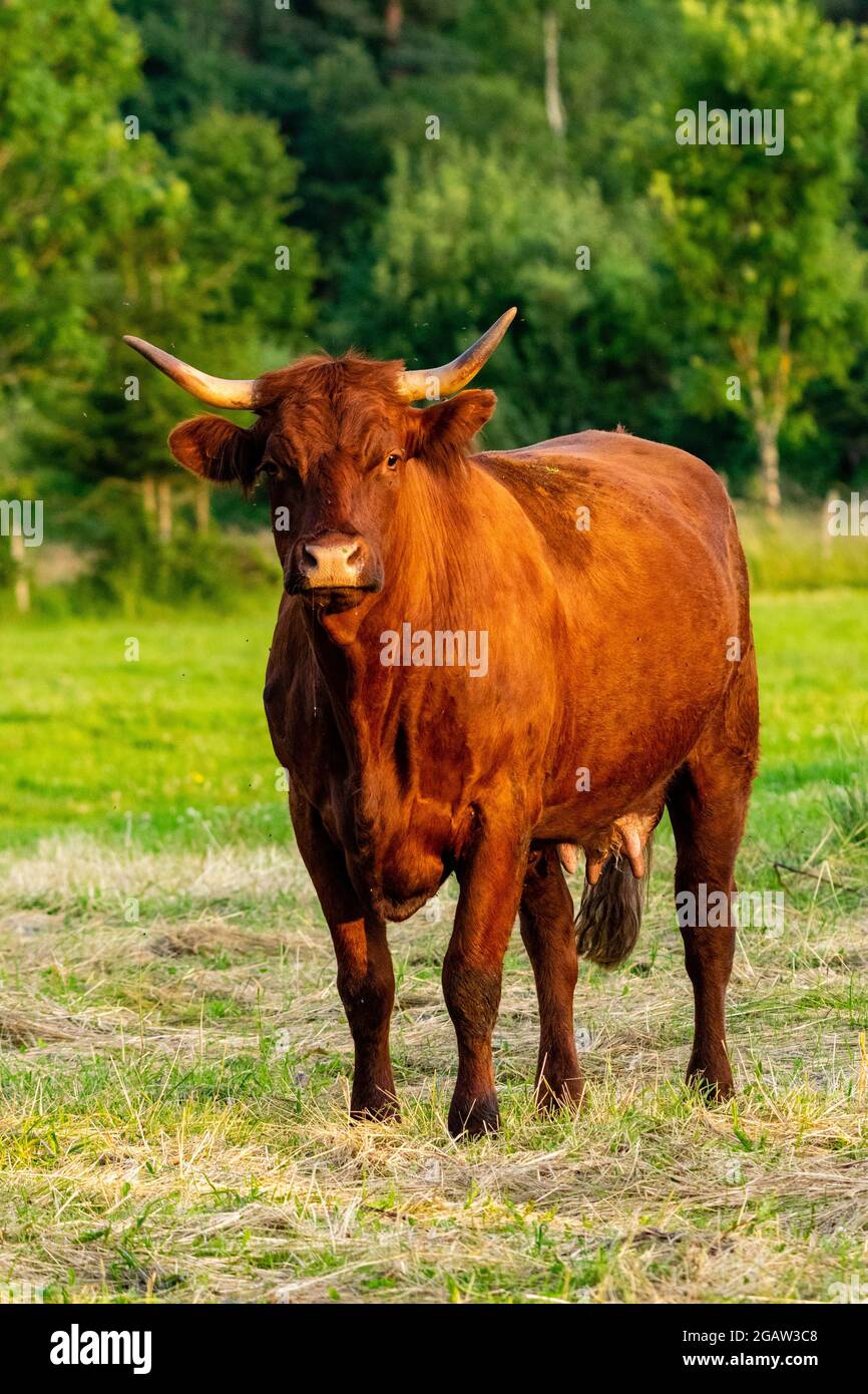 portrait of salers cow in pasture Stock Photo - Alamy
