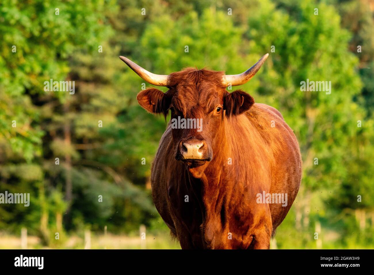 portrait of salers cow in pasture Stock Photo - Alamy