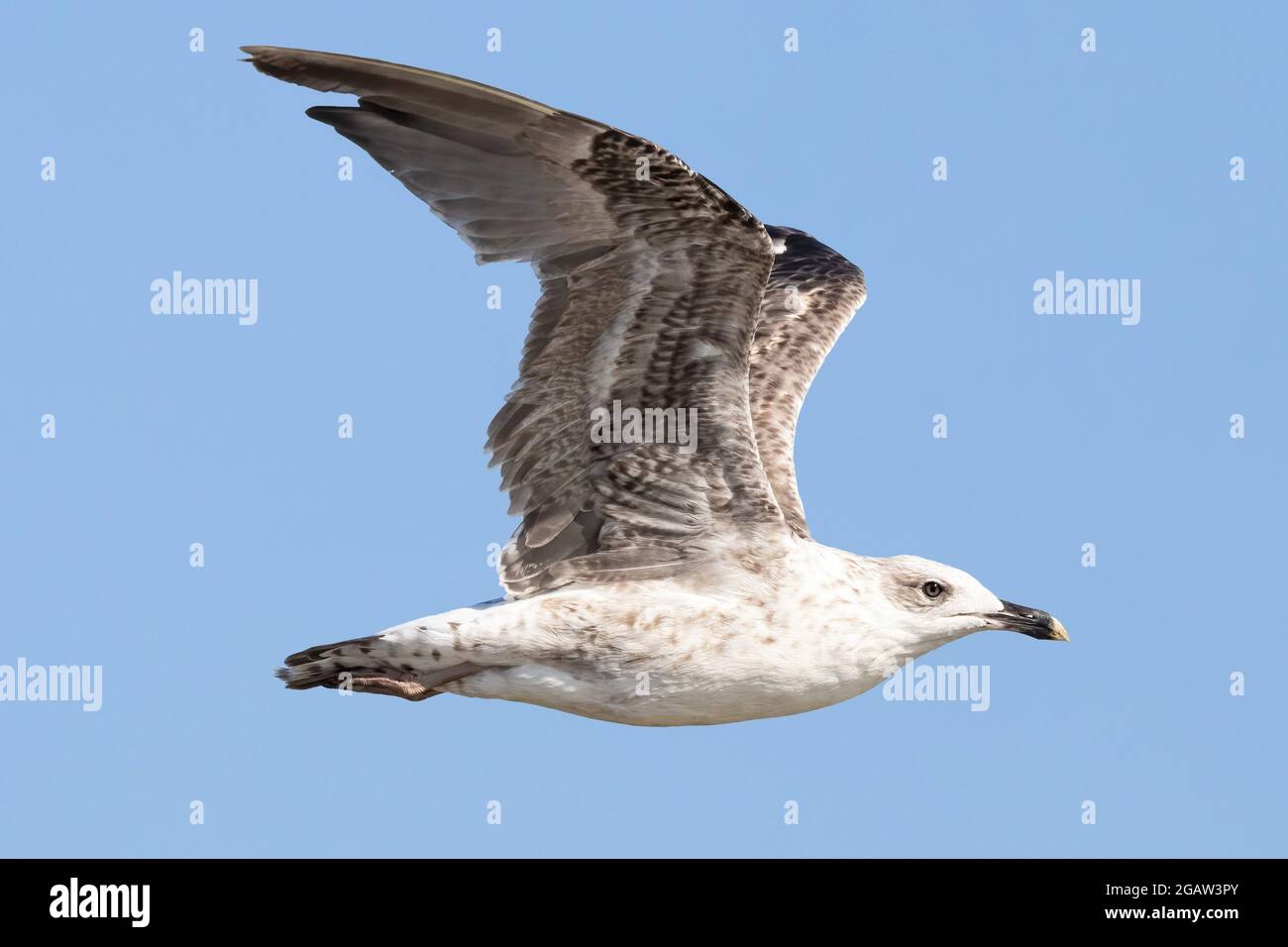 Juvenile specimen of Yellow-legged gull (Larus michahellis) in flight ...