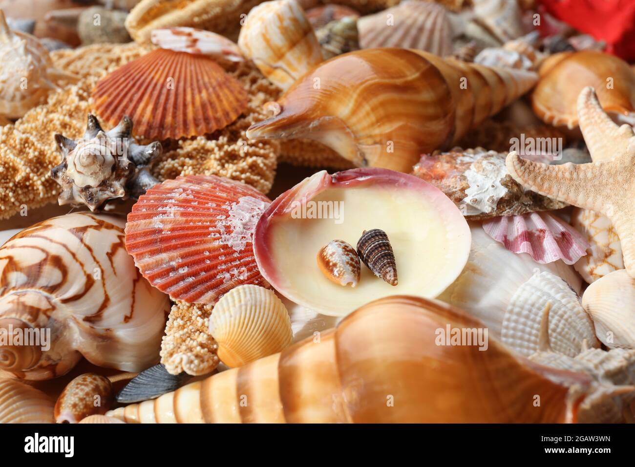 Sea shell background Stock Photo - Alamy