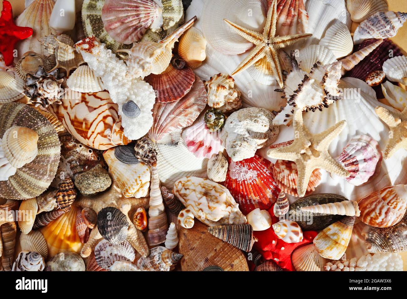 Sea shell background Stock Photo - Alamy