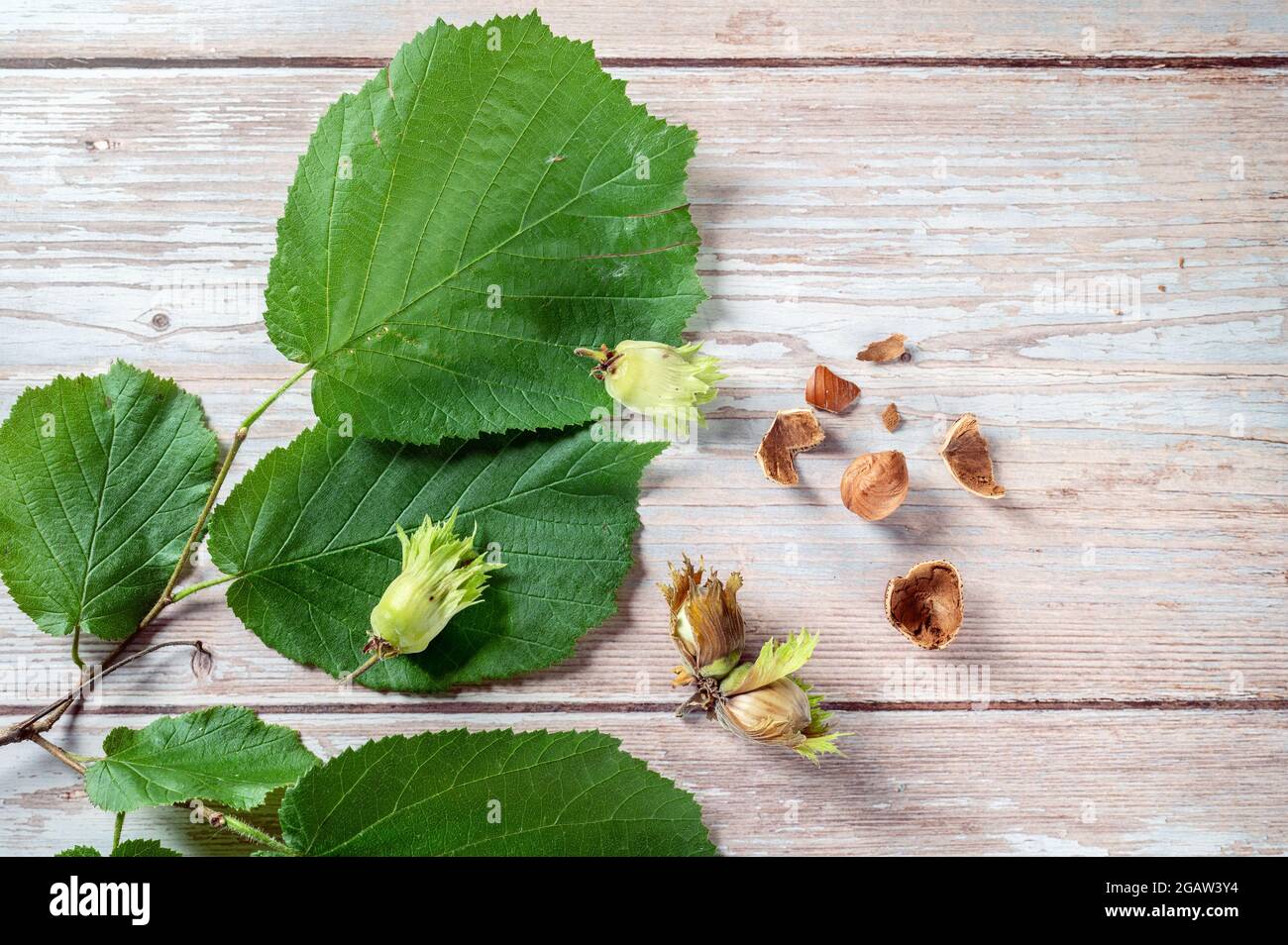 Hazelnut in shell hi-res stock photography and images - Alamy