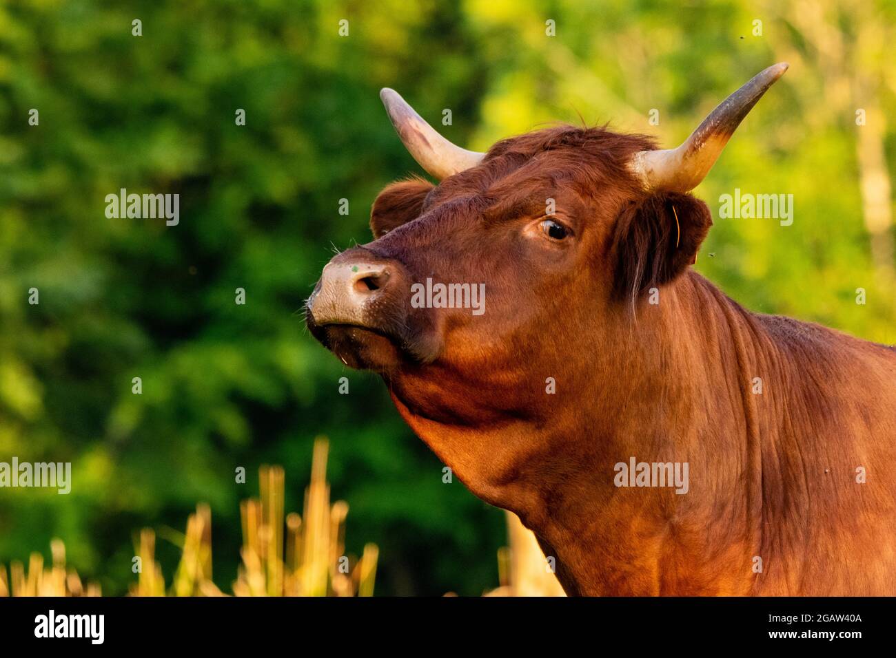 portrait of salers cow in pasture Stock Photo - Alamy