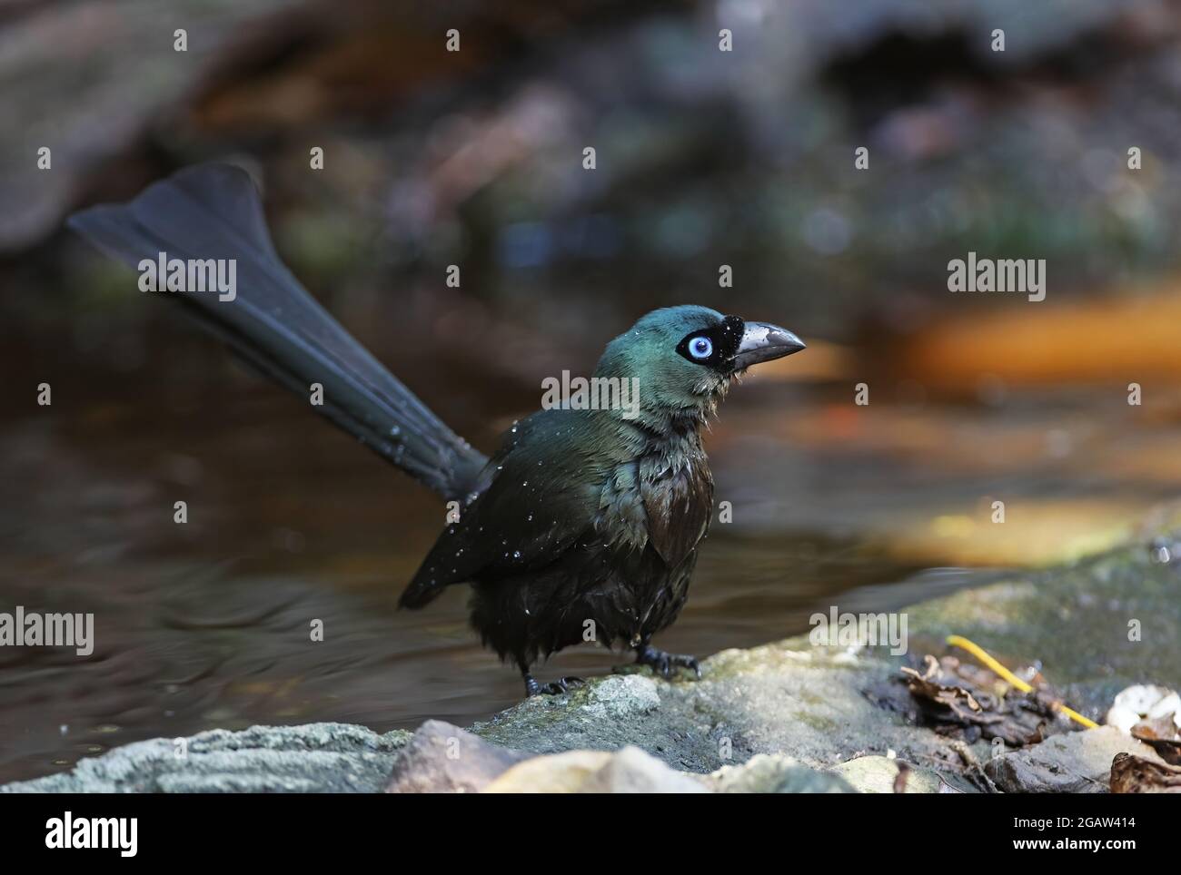 Racquet-tailed Treepie (Crypsirina temia) adult standing by waterhole ...
