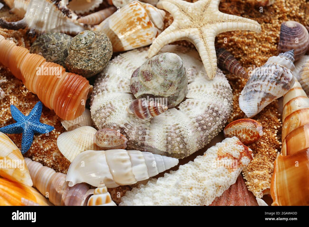 Sea shell background Stock Photo - Alamy