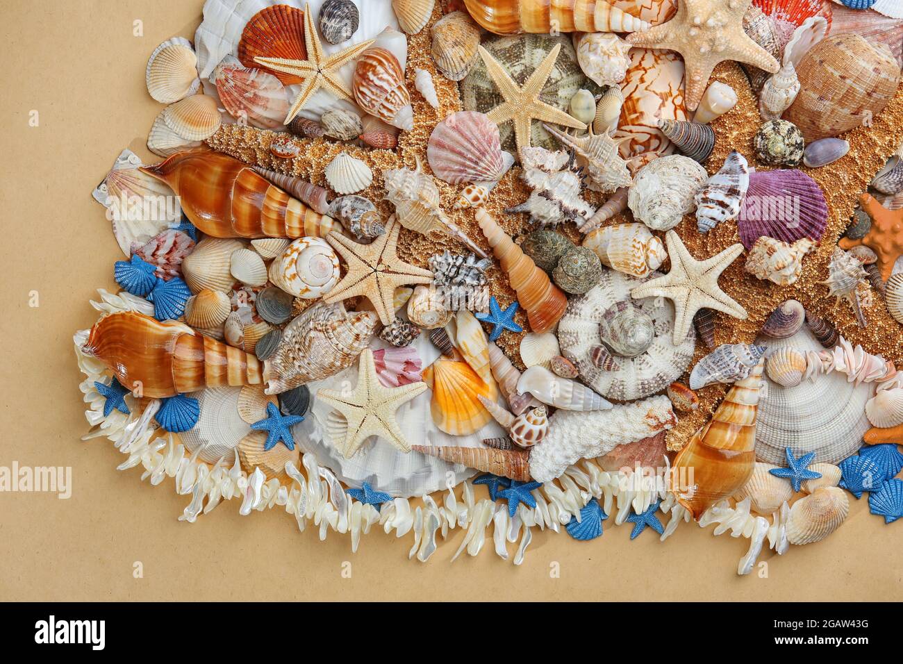 Sea shells on beige background Stock Photo - Alamy