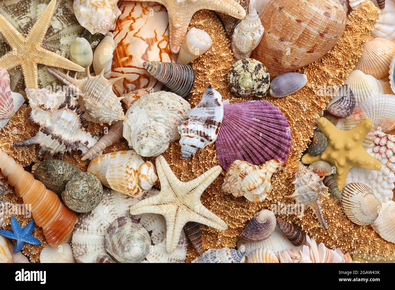 Sea shell background Stock Photo - Alamy