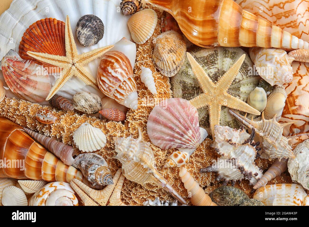 Sea shell background Stock Photo - Alamy