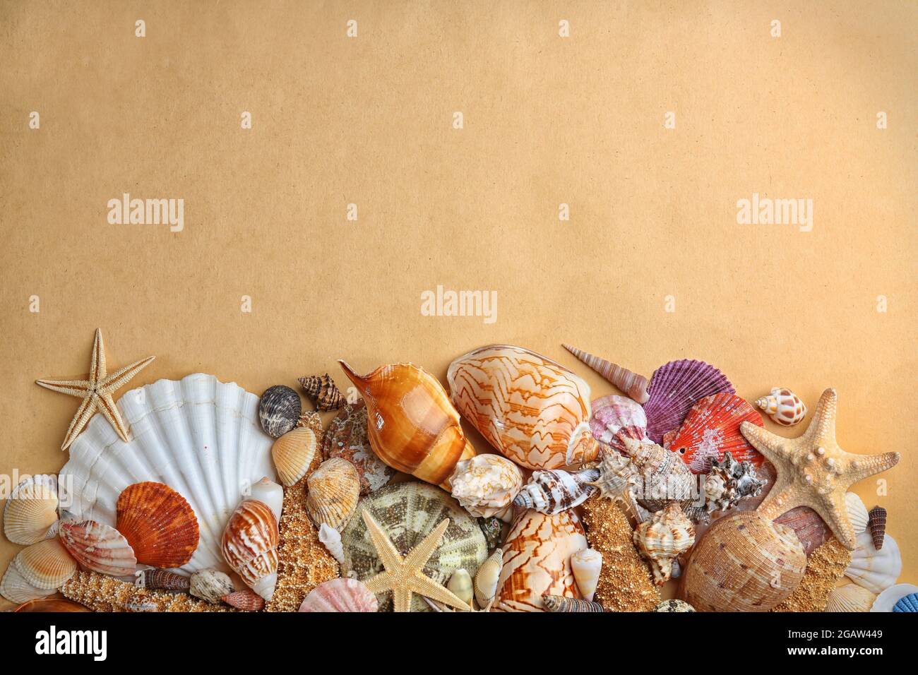 Sea shells on beige background Stock Photo - Alamy