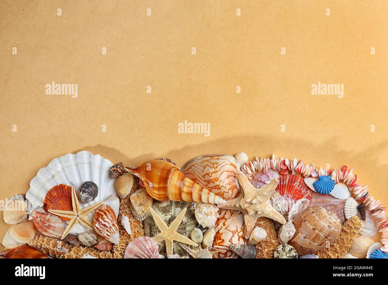 Sea shells on beige background Stock Photo - Alamy