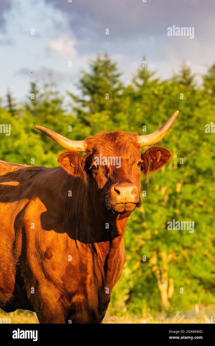 portrait of salers cow in pasture Stock Photo - Alamy