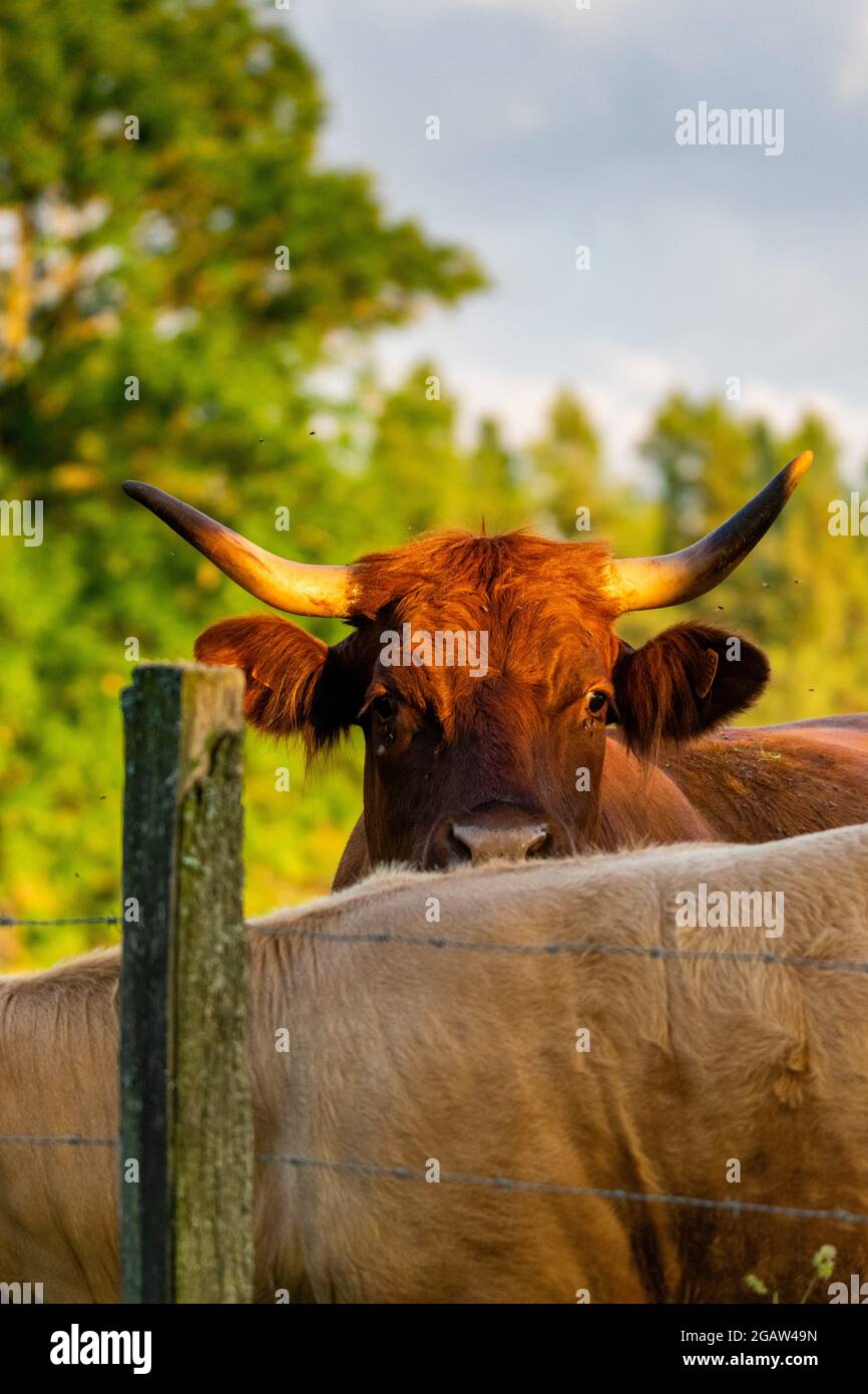 portrait of salers cow in pasture Stock Photo - Alamy